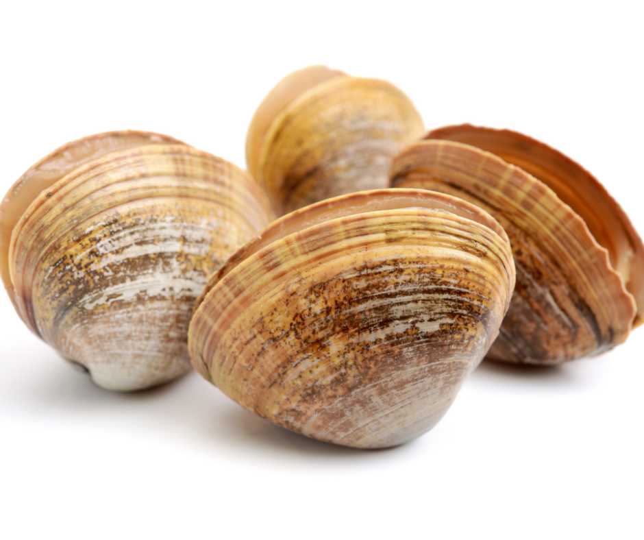 Almeja Chirla - AAA Seafood